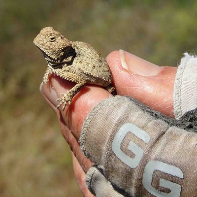 Reptiles: helping ecosystems worldwide